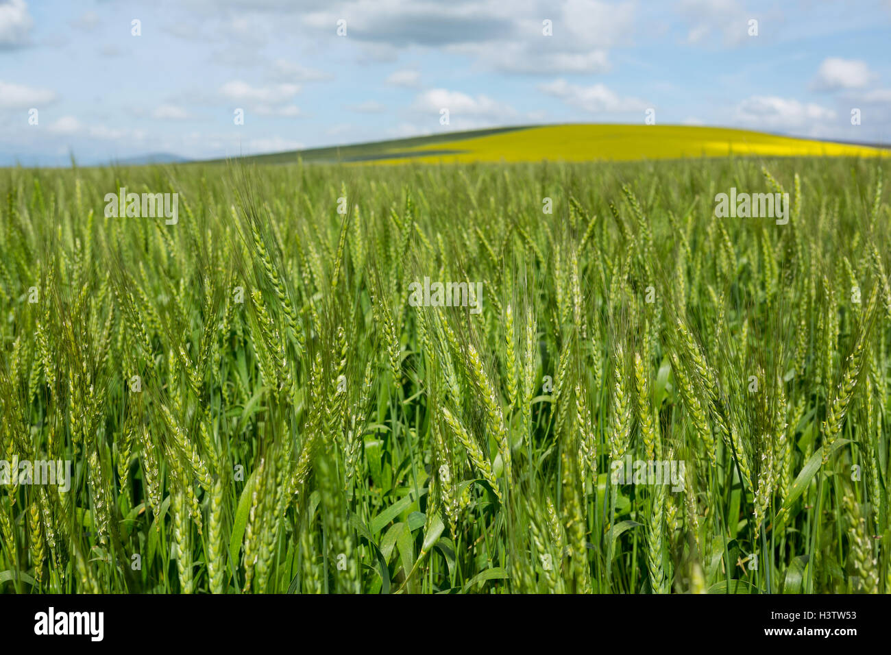 View of beautiful wheat field Stock Photo - Alamy