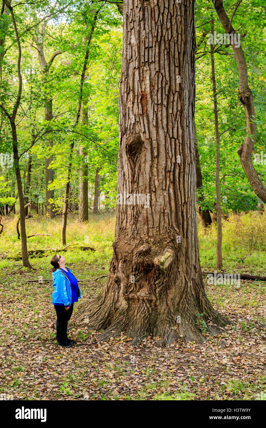 Woman looking up at big trees hi-res stock photography and images - Alamy