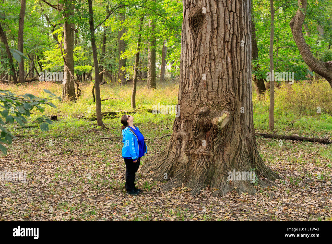 Woman looking up at big trees hi-res stock photography and images - Alamy