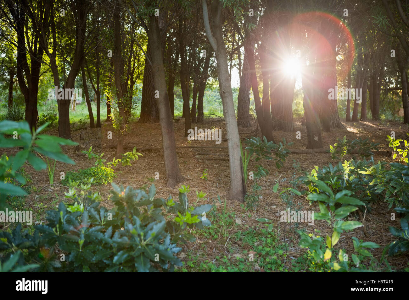 Sunlight through trees Stock Photo - Alamy