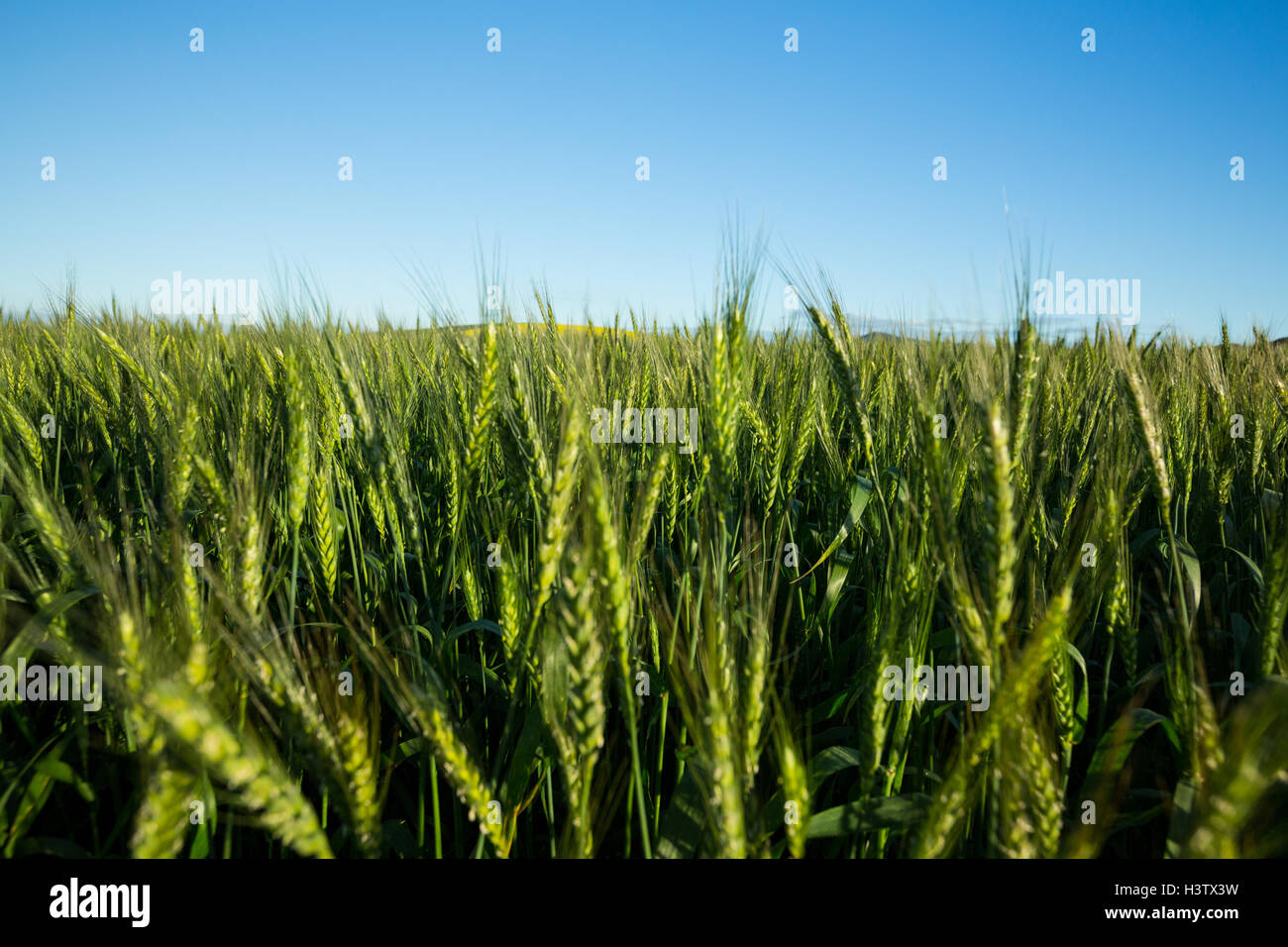 View of beautiful wheat field Stock Photo - Alamy