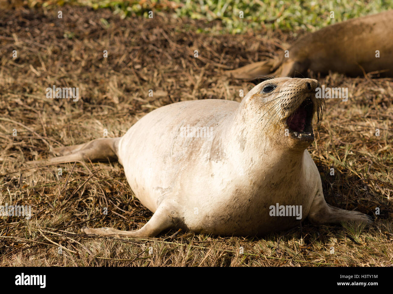 Mammals vocalizing hi-res stock photography and images - Alamy