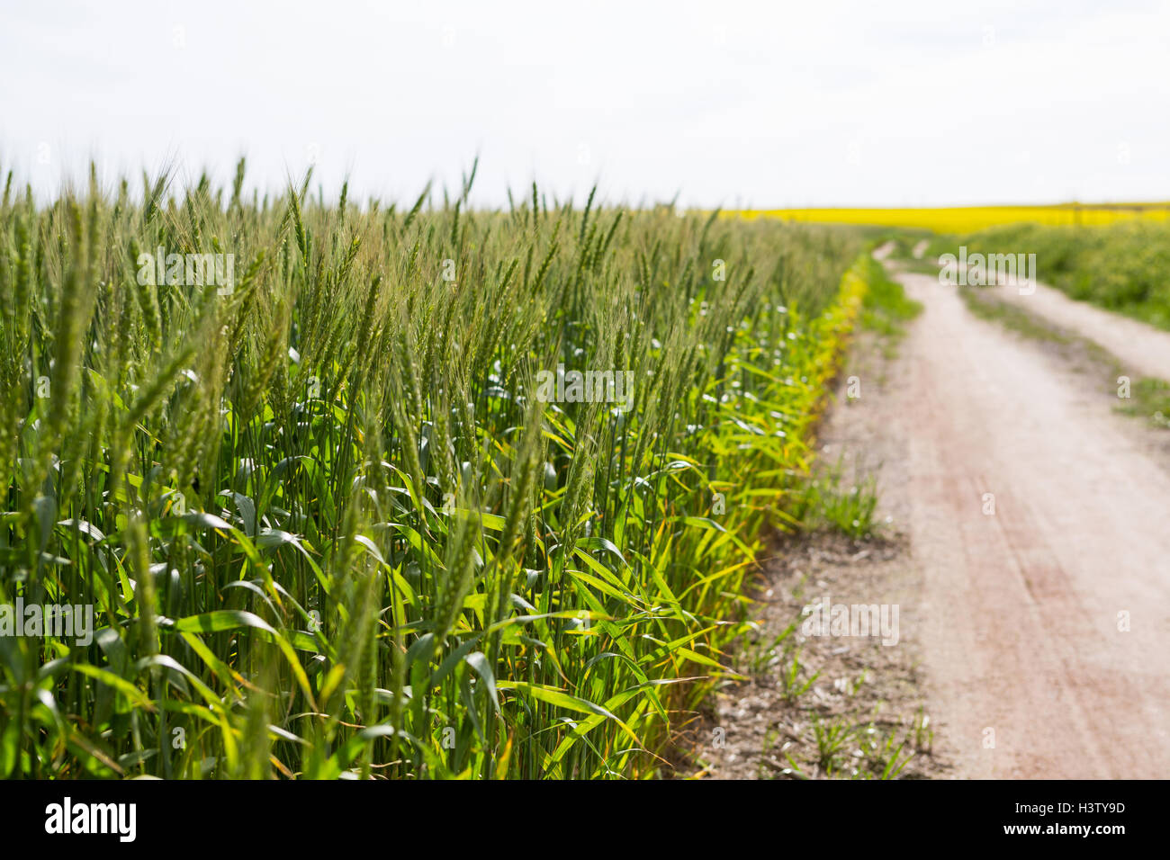 Empty path passing through hi-res stock photography and images - Alamy