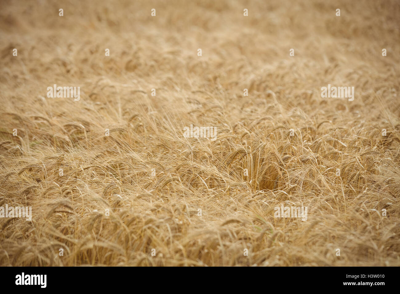 Serene view golden field hi-res stock photography and images - Alamy