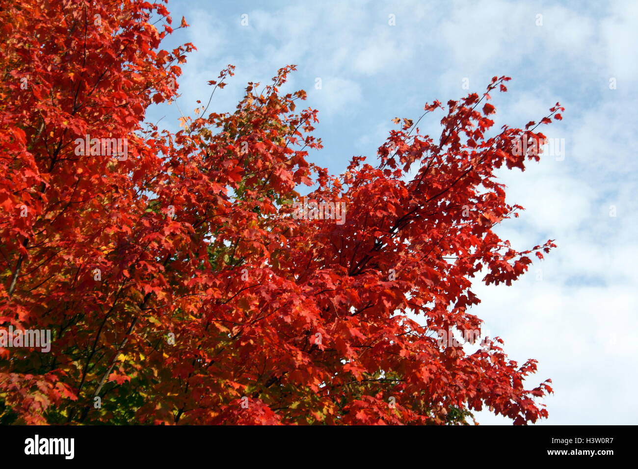 Flaming red tree in fall Stock Photo - Alamy