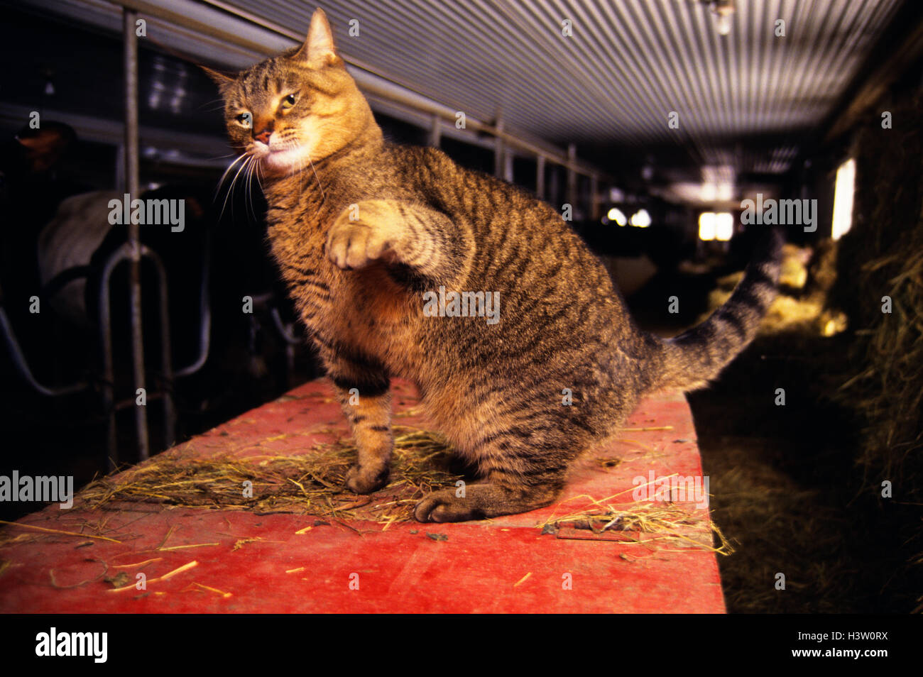 FERAL BARN CAT Stock Photo - Alamy