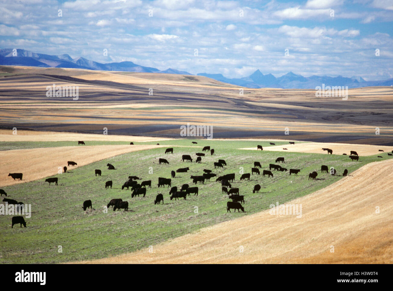 Cattle herd western plains hi-res stock photography and images - Alamy