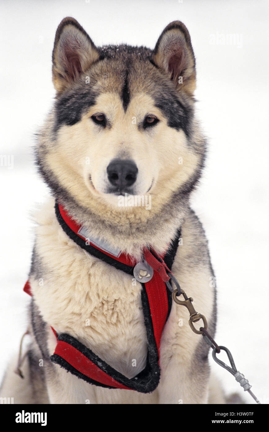 Working harness hi-res stock photography and images - Alamy