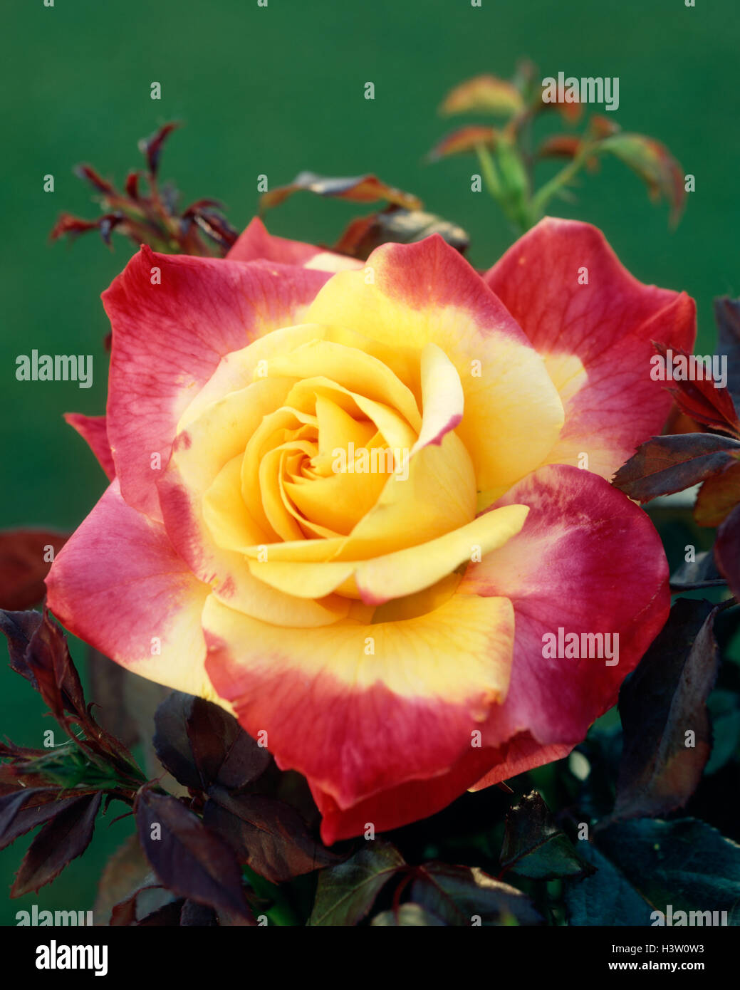 DESERT PEACE ROSE Stock Photo - Alamy