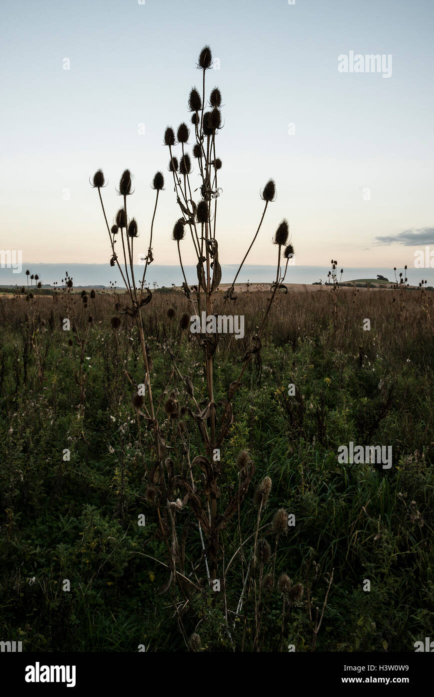 Common teasel in a field Stock Photo - Alamy