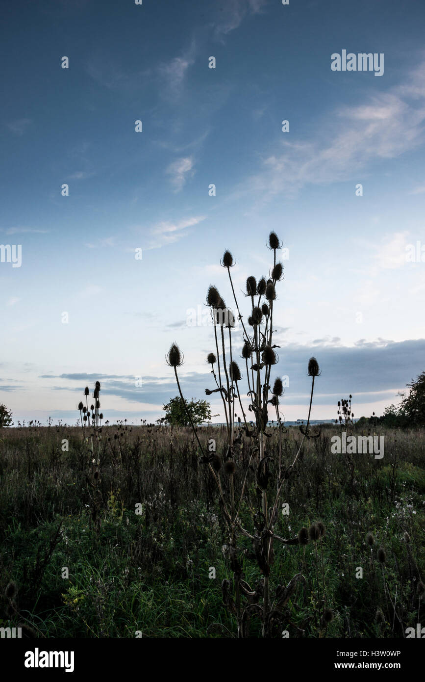 Common teasel in a field Stock Photo - Alamy