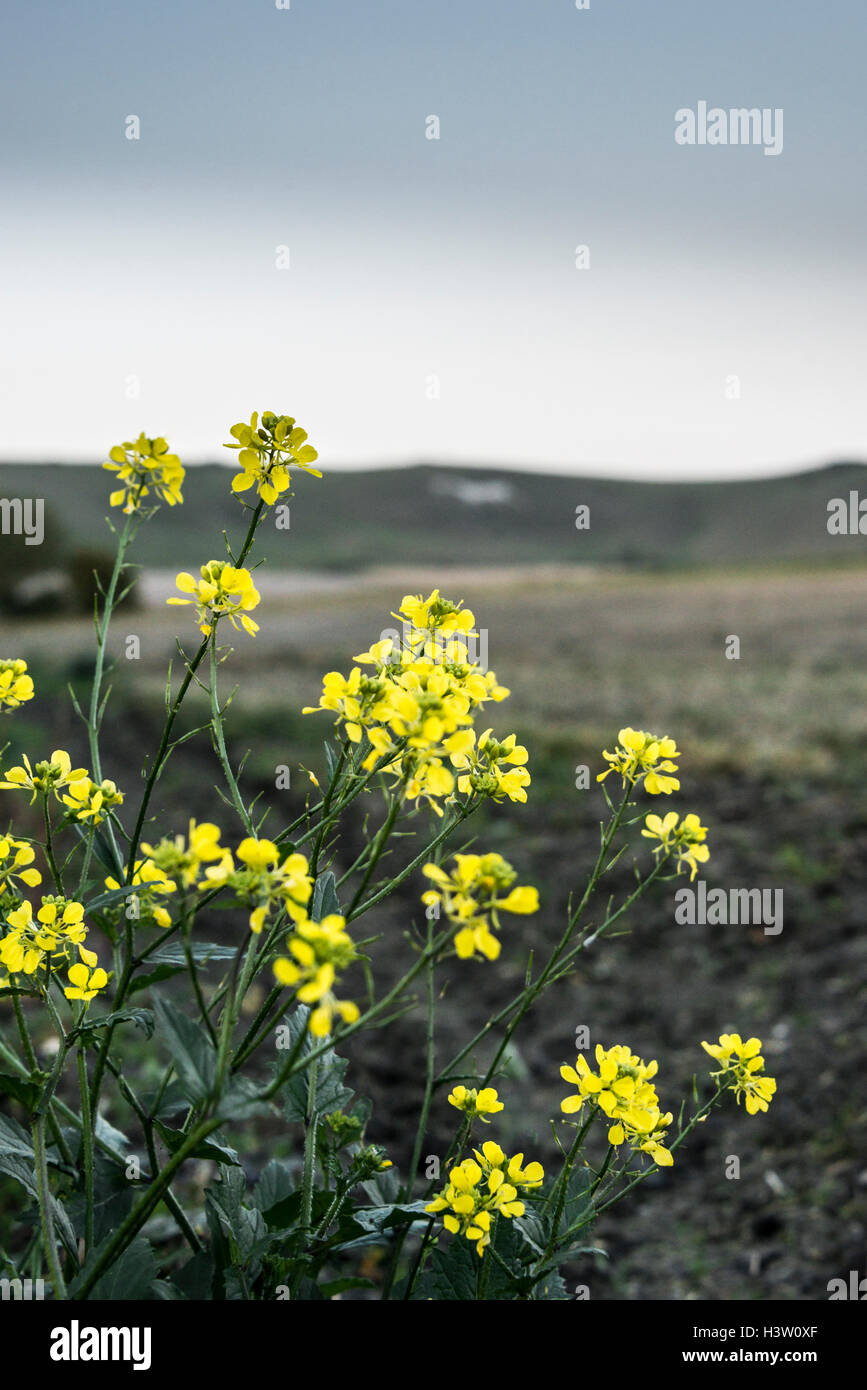 A rapeseed plant Stock Photo - Alamy