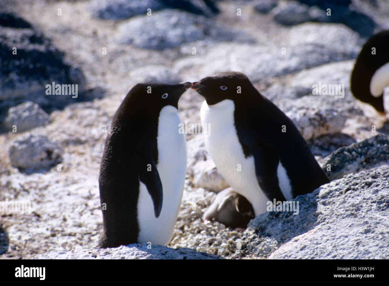 1two hi-res stock photography and images - Alamy