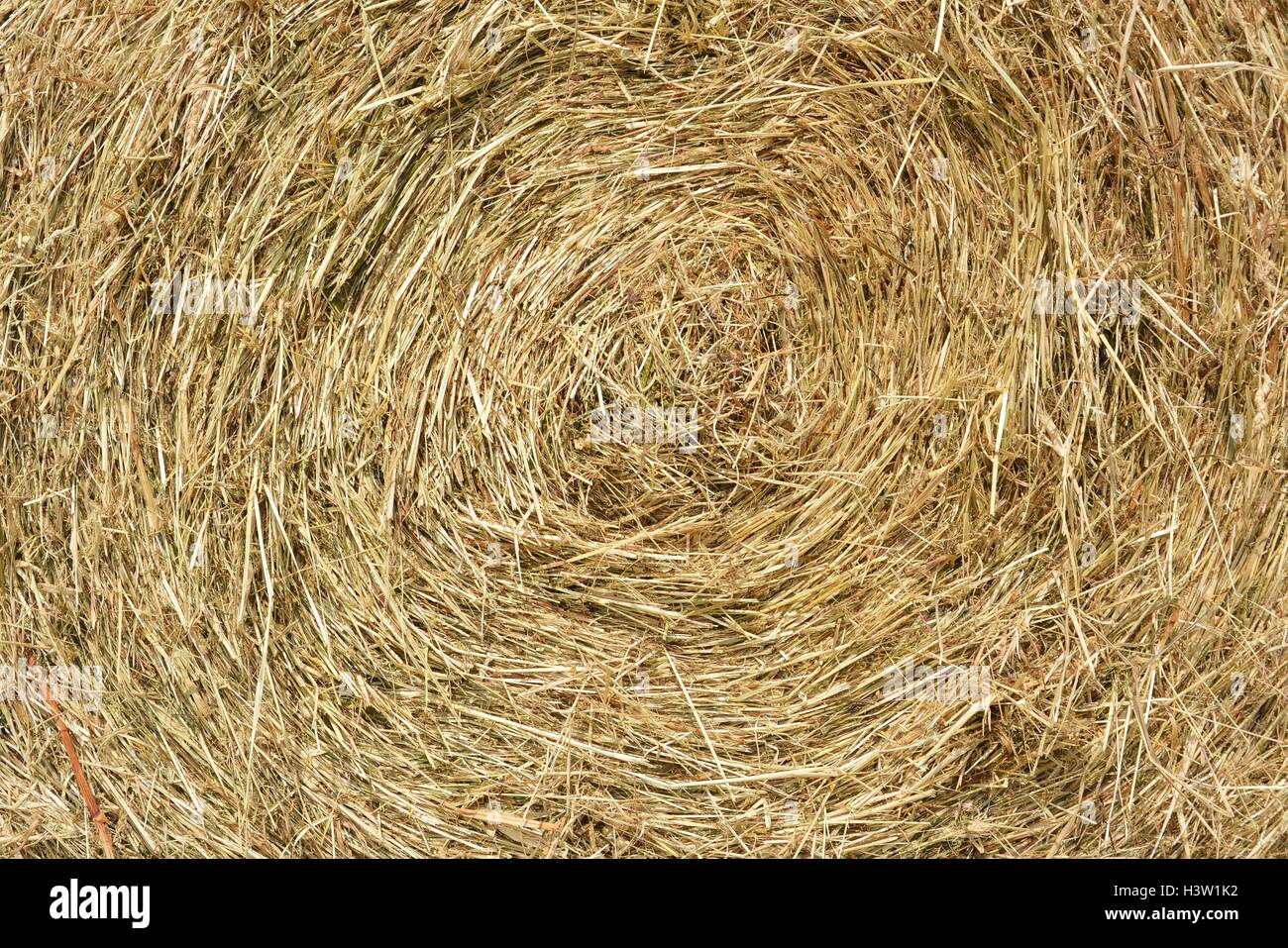 Image of dry hay bale as natural background with abstract pattern Stock ...