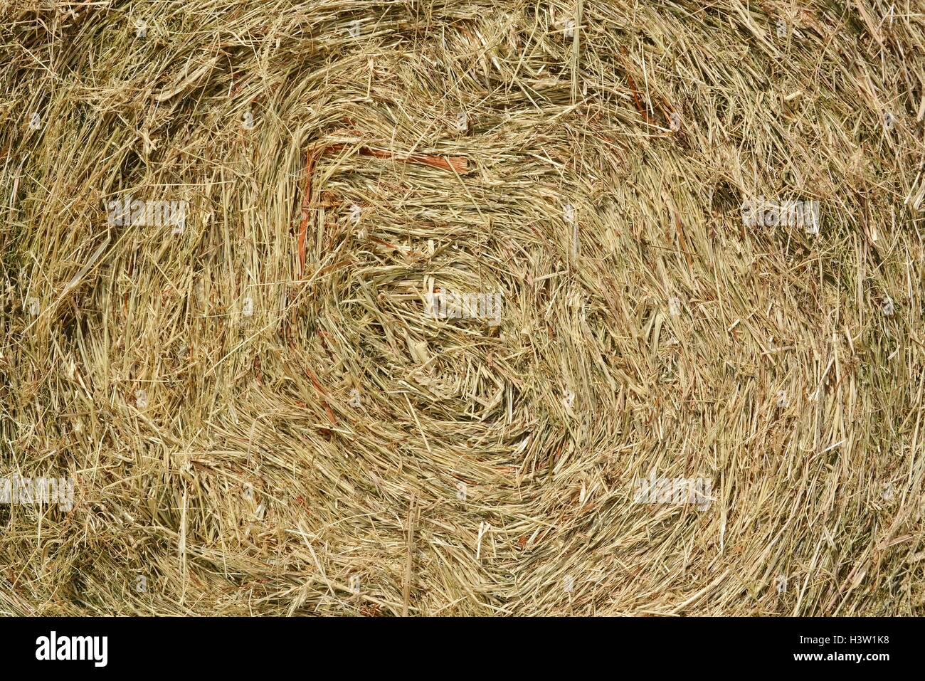 Image of dry hay bale as natural background with abstract pattern Stock ...