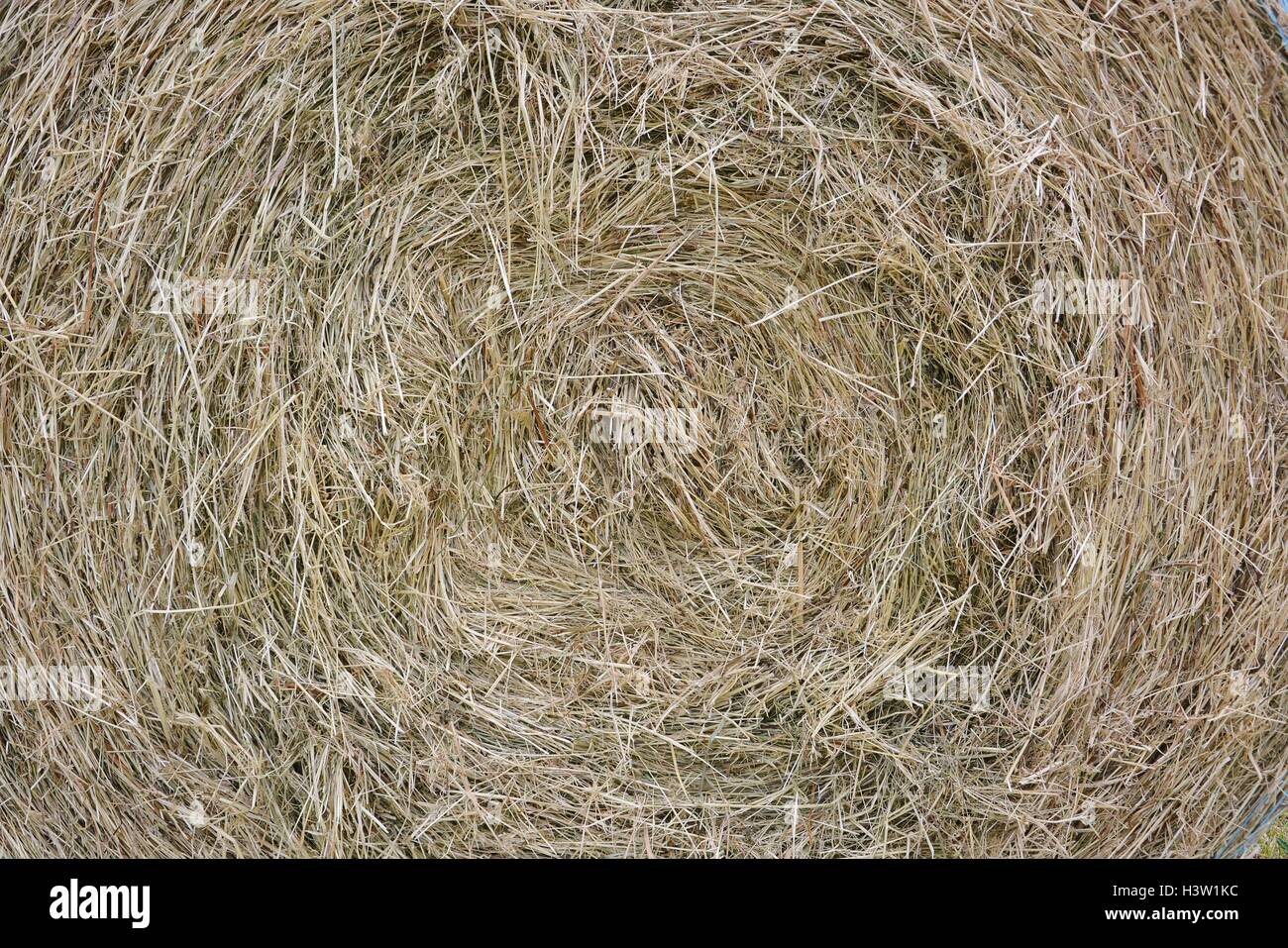 Image of dry hay bale as natural background with abstract pattern Stock ...