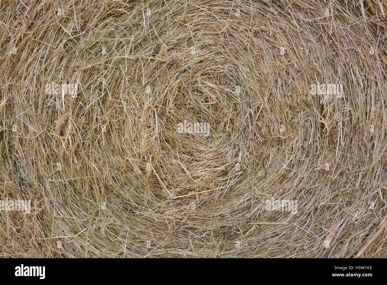 Image of dry hay bale as natural background with abstract pattern Stock ...