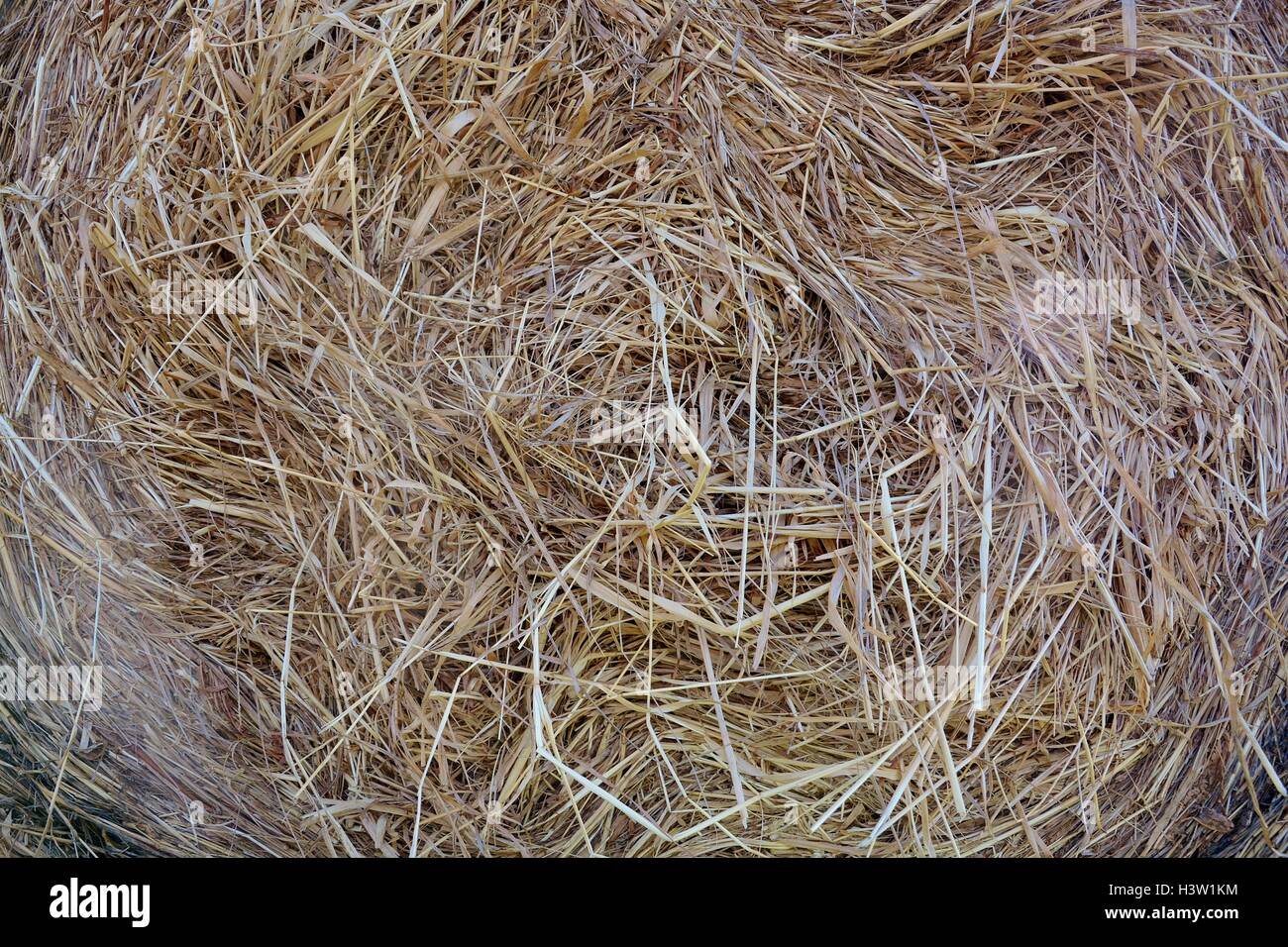 Image of dry hay bale as natural background with abstract pattern Stock ...