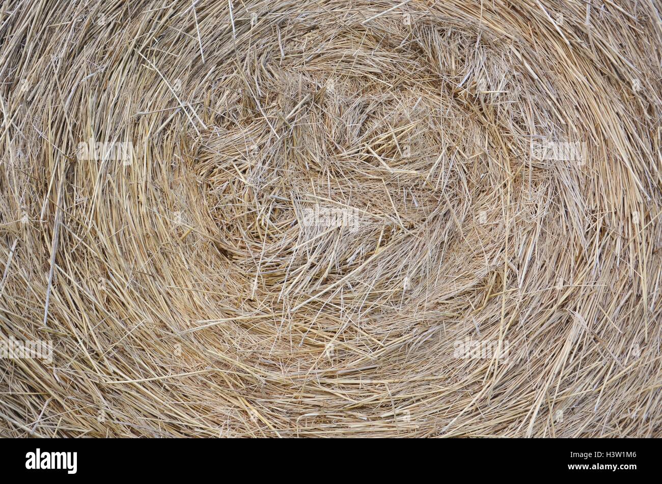 Dry hay bale as agricultural background Stock Photo - Alamy