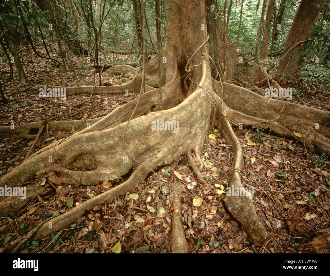 Australian tropical rainforest plants hi-res stock photography and ...