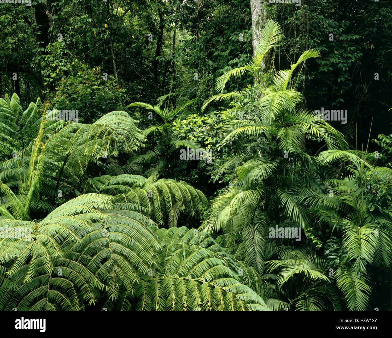 Tropical rainforest vegetation with King ferns (Angiopteris evecta ...