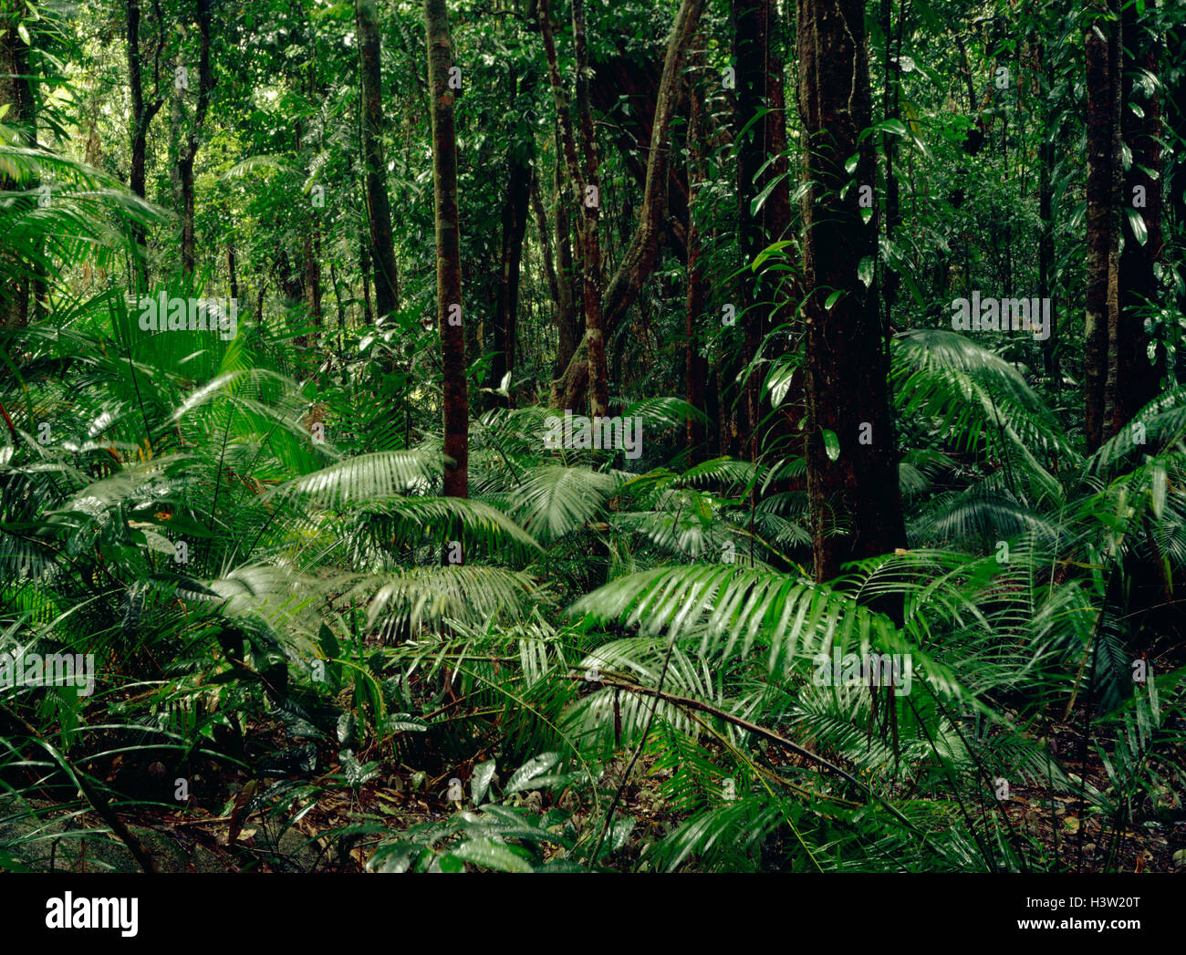 Tropical rainforest in rain Stock Photo - Alamy
