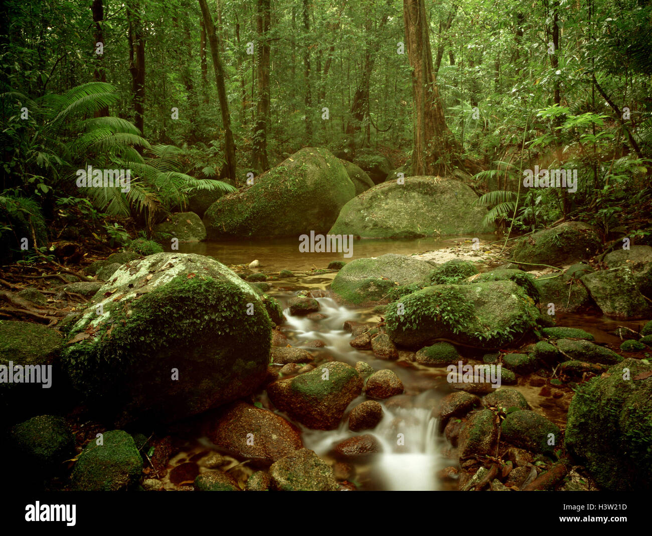 Lowland tropical rainforest hi-res stock photography and images - Alamy