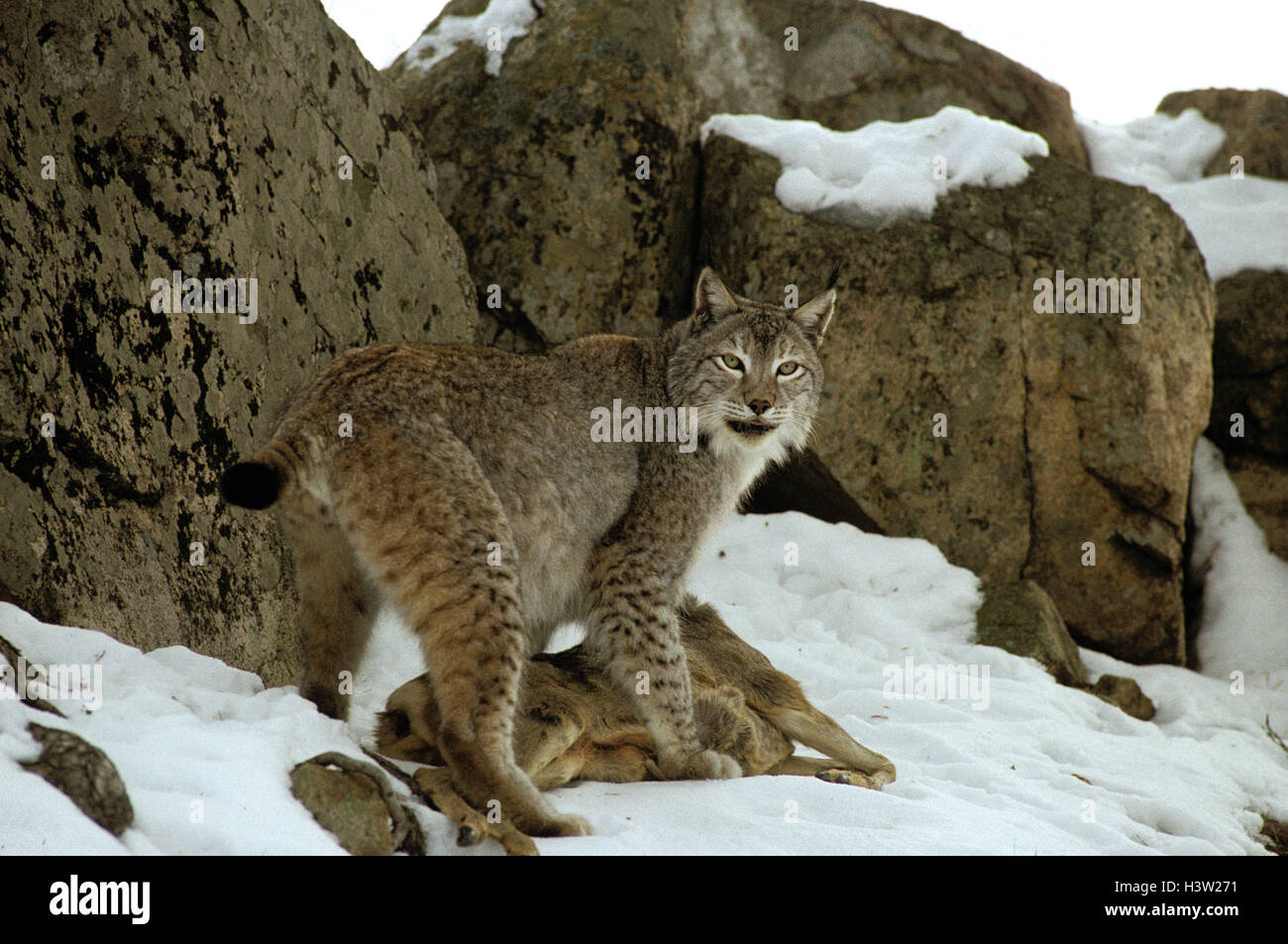 Eurasian lynx side view hi-res stock photography and images - Alamy