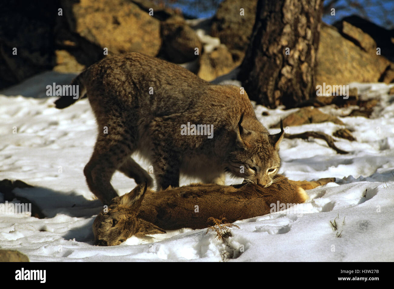 Lynx animal prey eating hi-res stock photography and images - Alamy