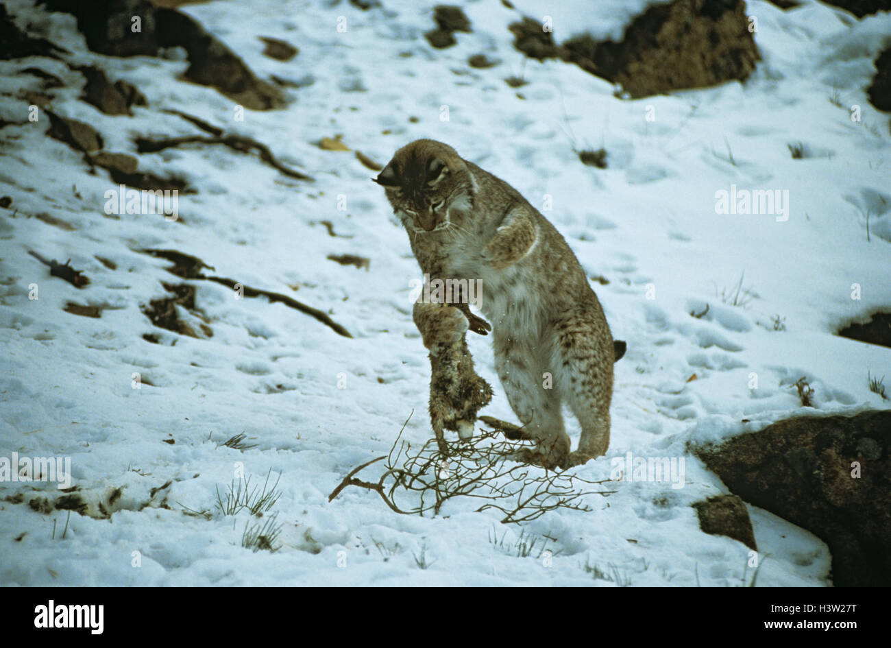 Pouncing winter hi-res stock photography and images - Alamy