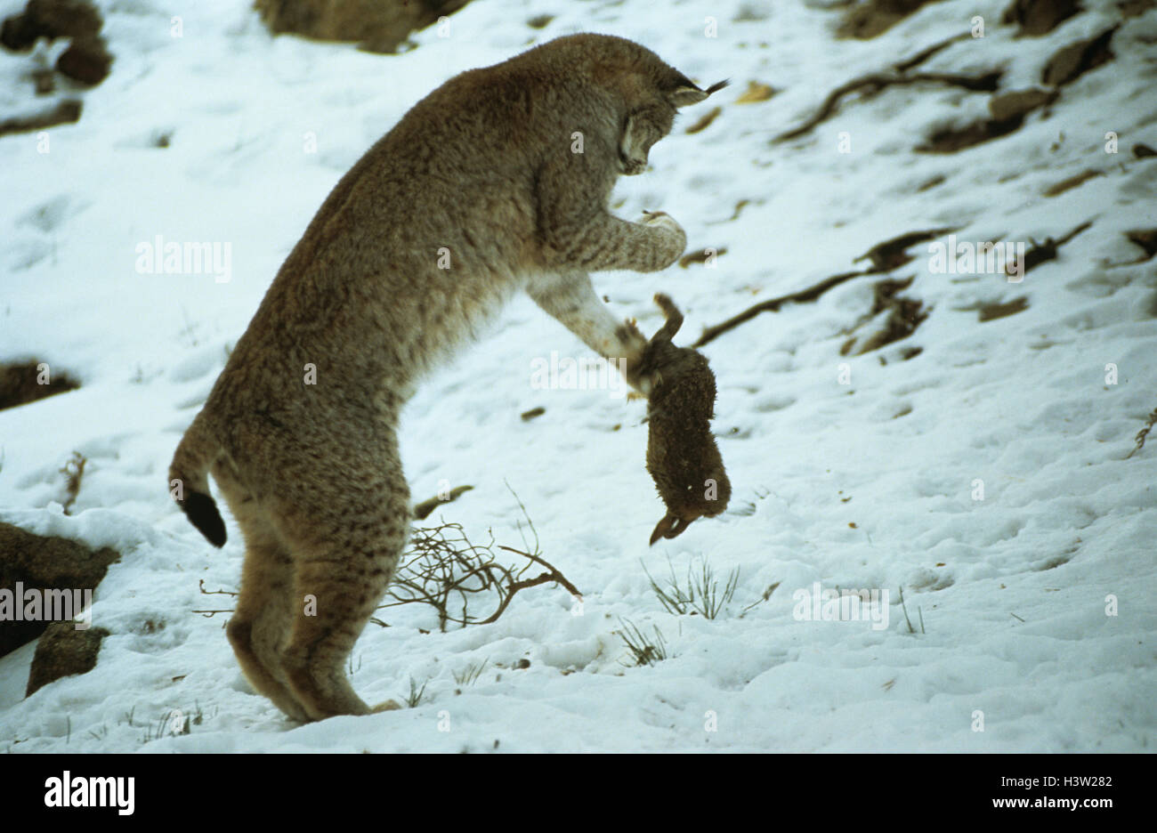 Pouncing siberian lynx hi-res stock photography and images - Alamy