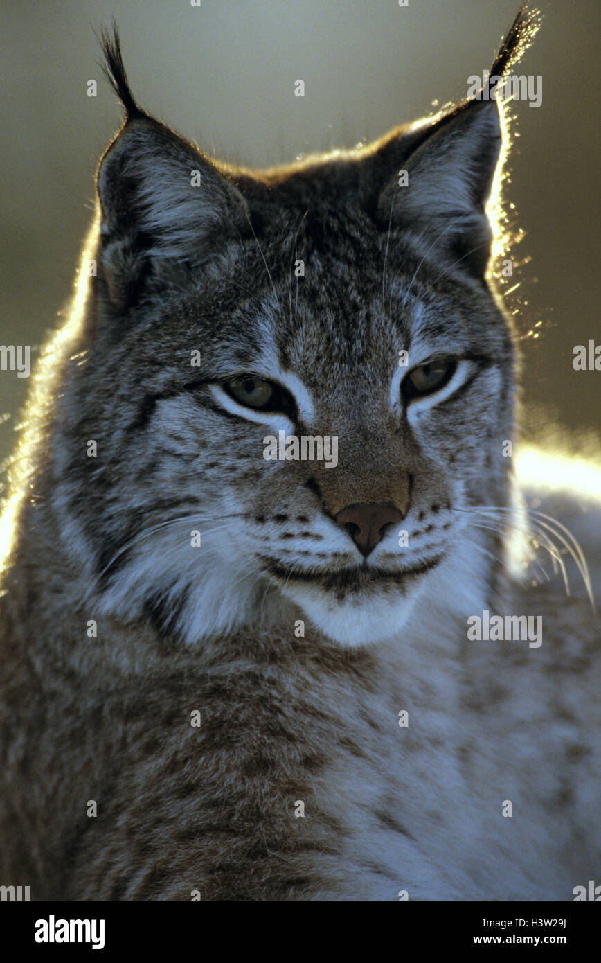 Backlit animal hi-res stock photography and images - Alamy