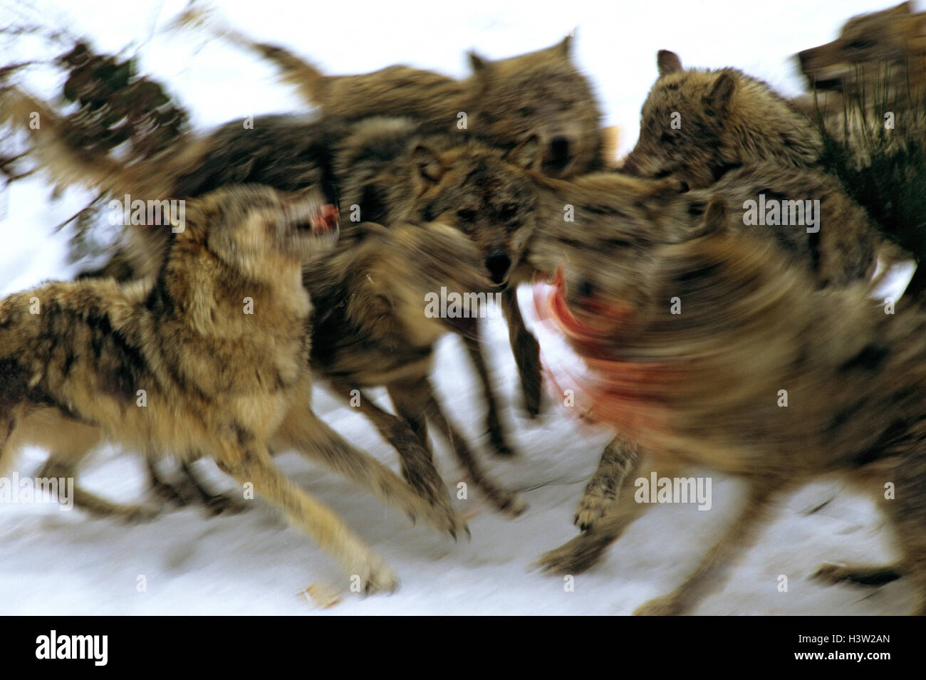 Gray wolf (Canis lupus lupus Stock Photo - Alamy