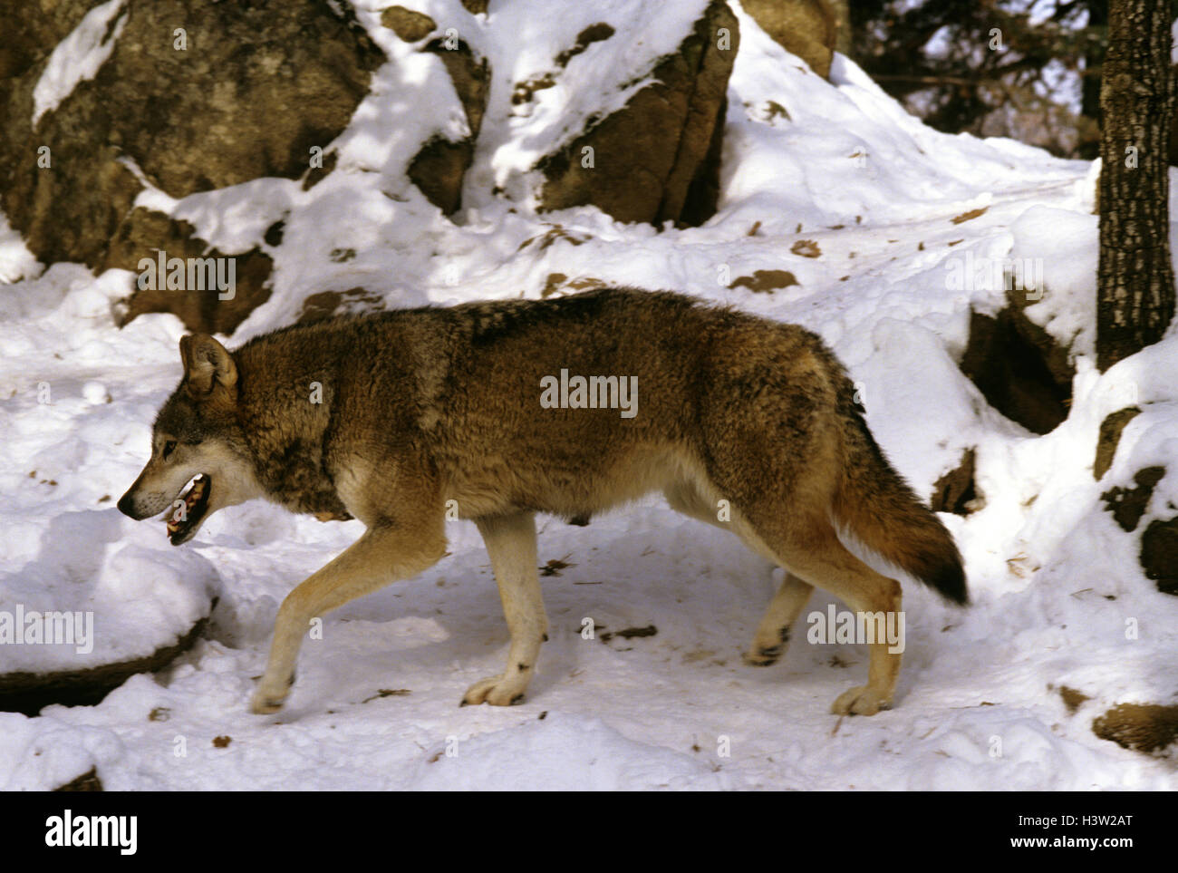 Gray wolf (Canis lupus lupus Stock Photo - Alamy
