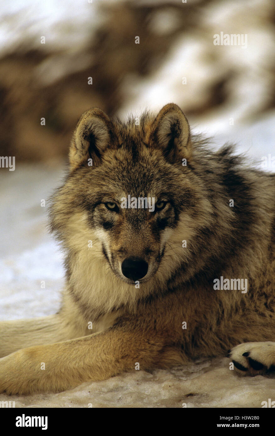 Greenland wolf hi-res stock photography and images - Alamy