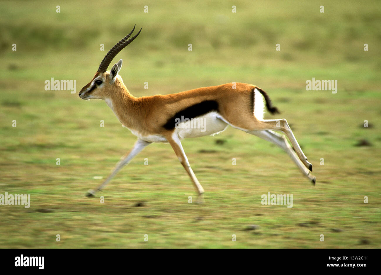 Gazelle running hi-res stock photography and images - Alamy