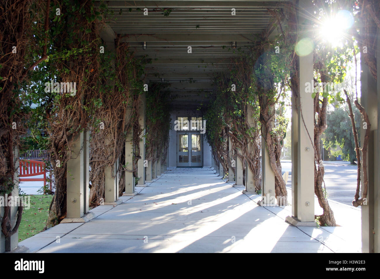 Trellis Walkway with Doors and Setting Sun Stock Photo - Alamy