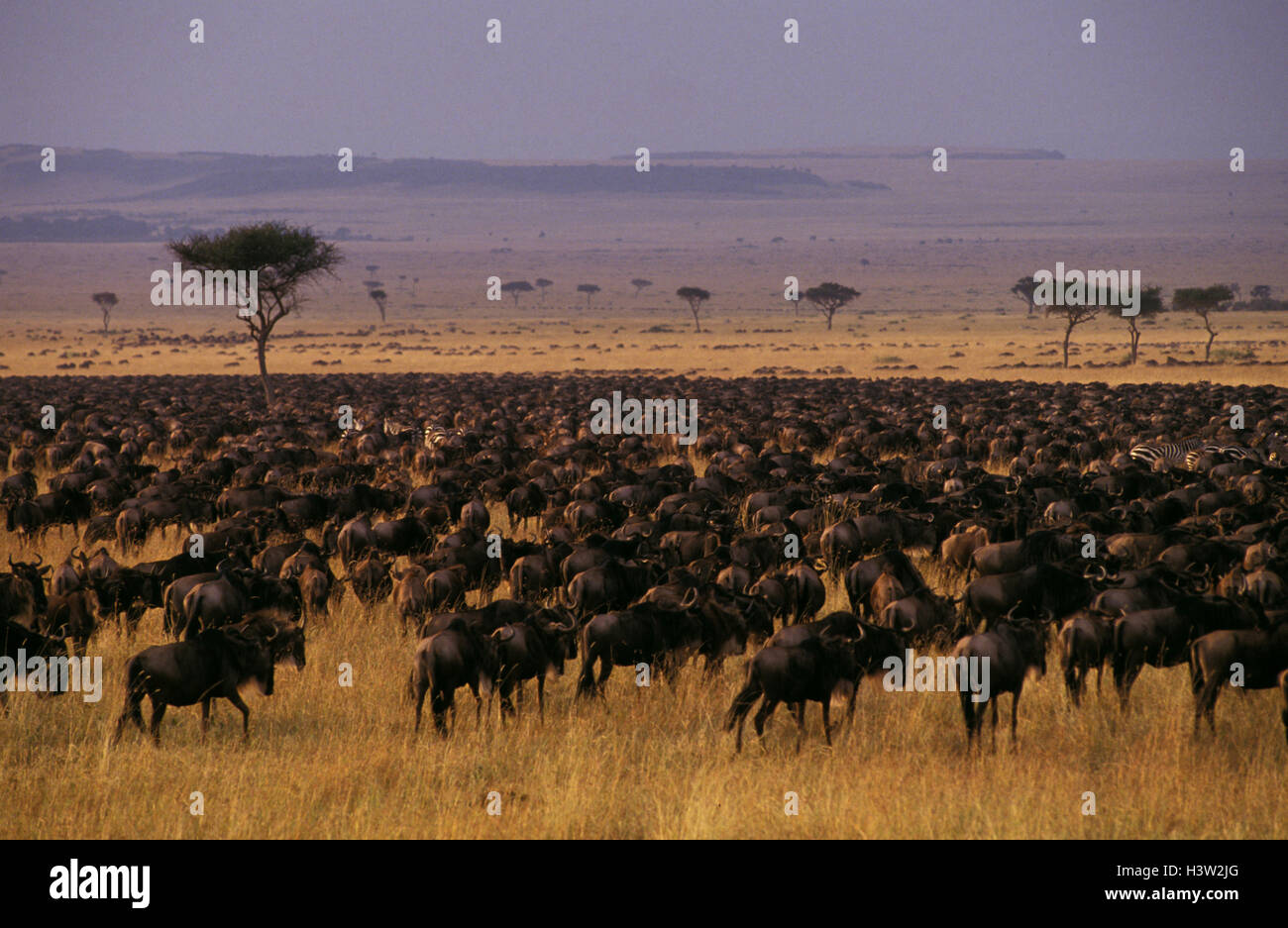 Grassland animals savanna hi-res stock photography and images - Alamy