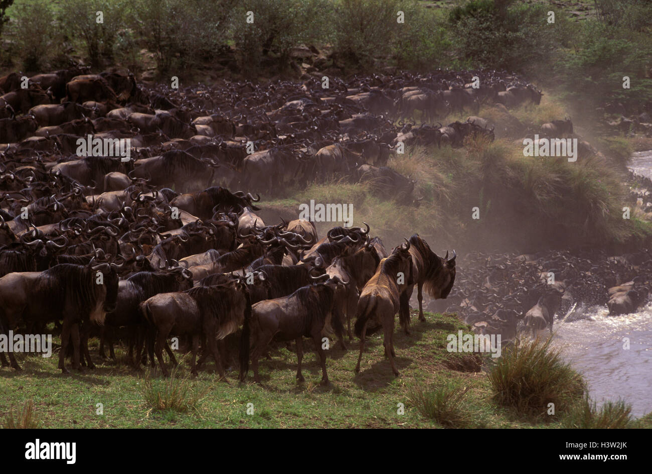 Multitude Of Animals High Resolution Stock Photography and Images - Alamy