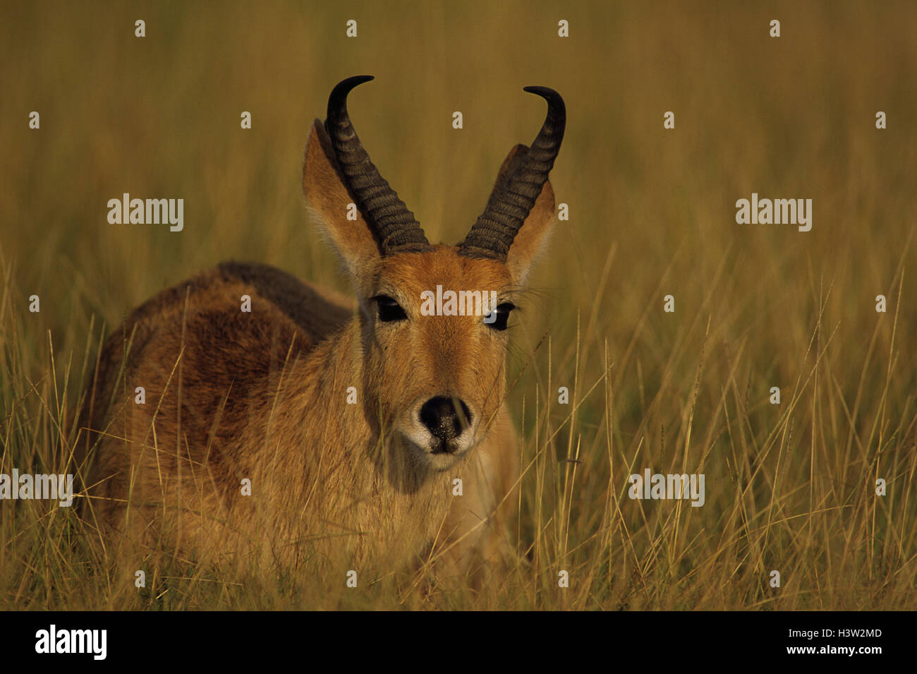 Bohor reedbucks hi-res stock photography and images - Alamy