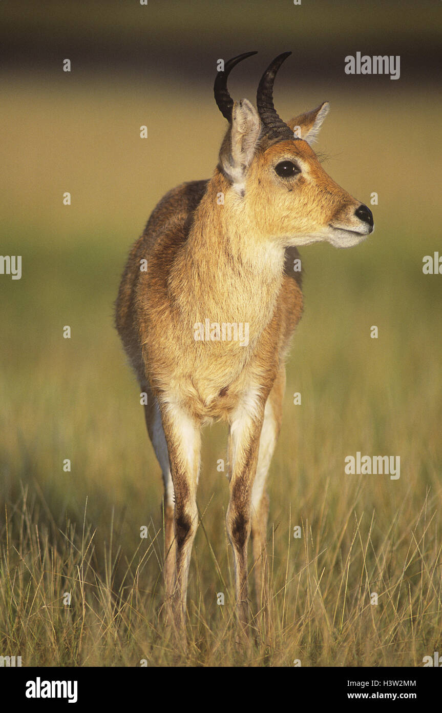 Reedbucks hi-res stock photography and images - Alamy
