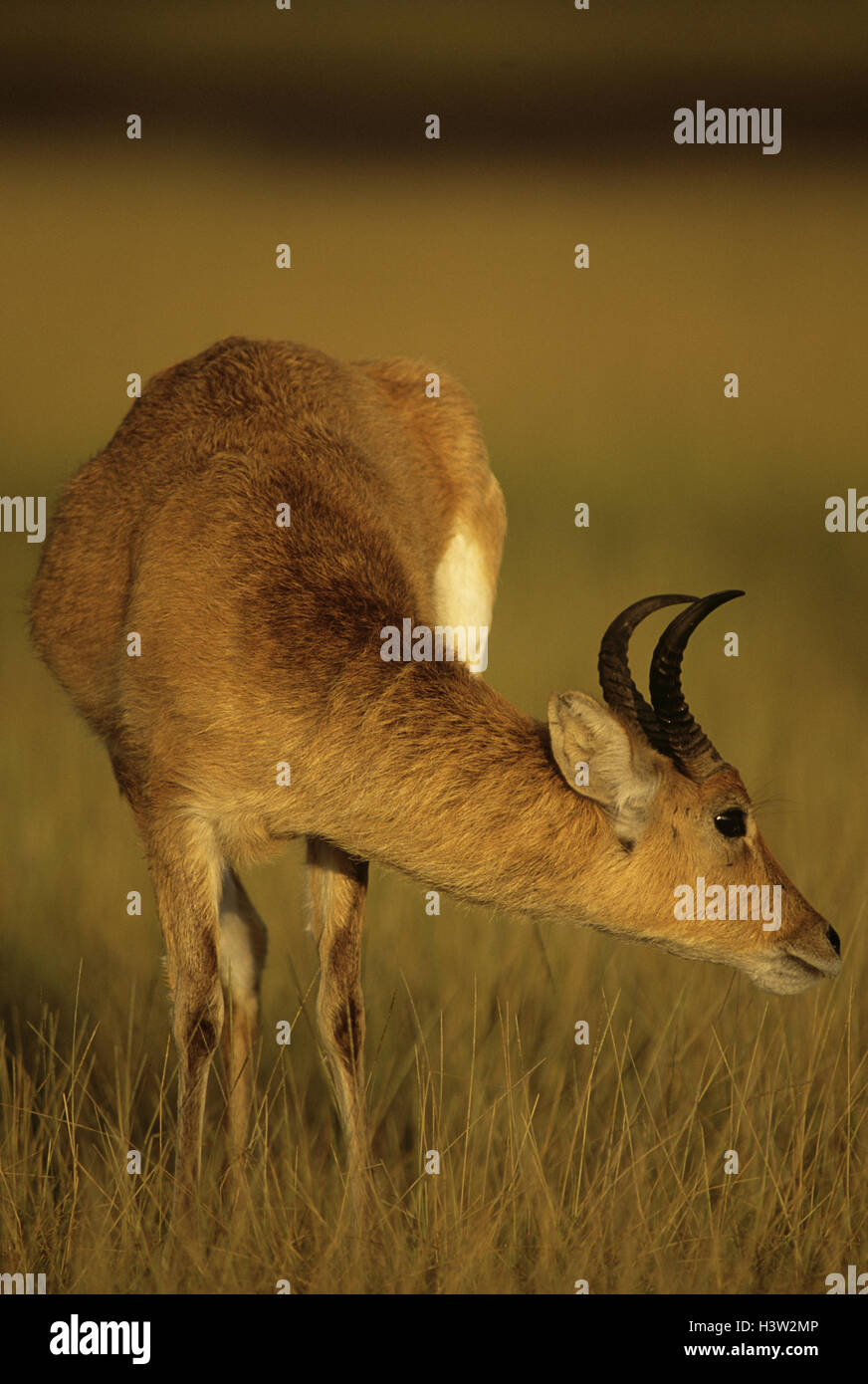 Redunca redunca bohor hi-res stock photography and images - Alamy