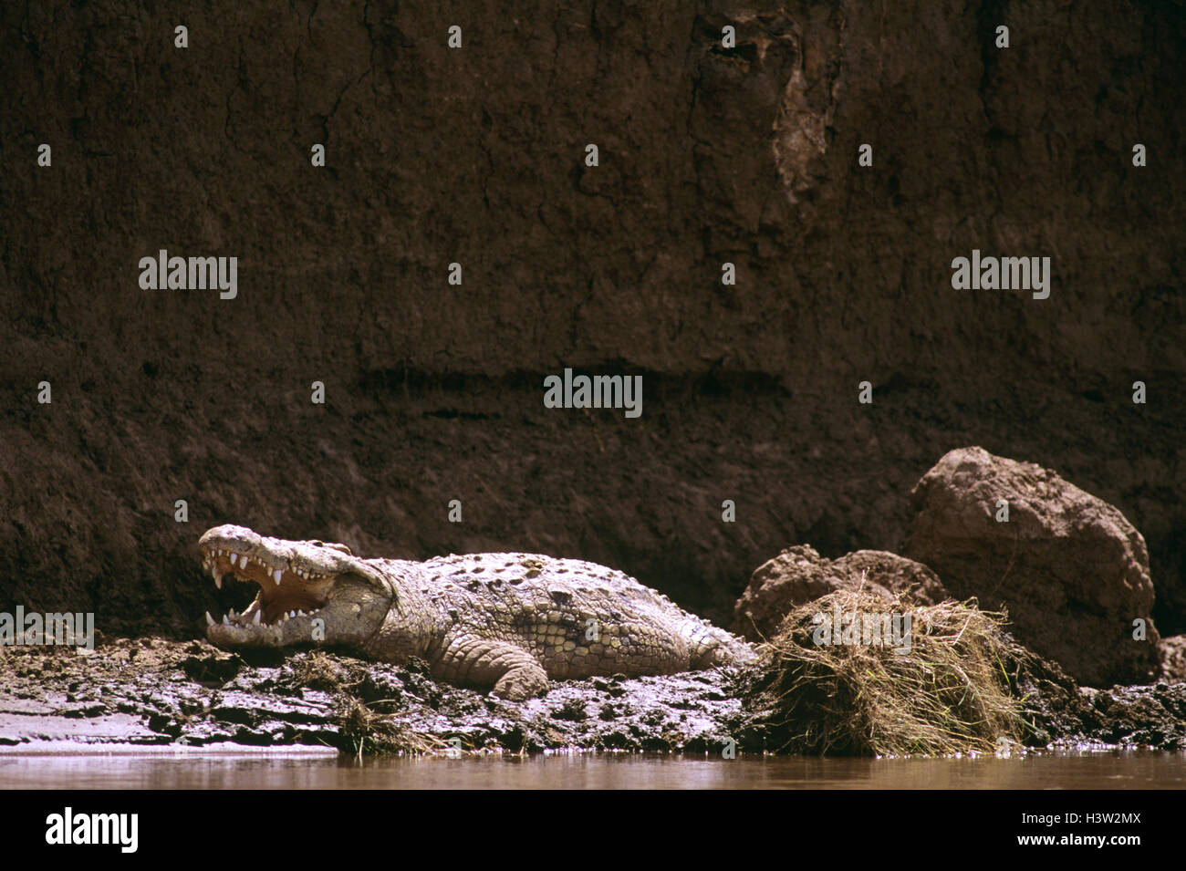 Nile crocodile (Crocodylus niloticus Stock Photo - Alamy