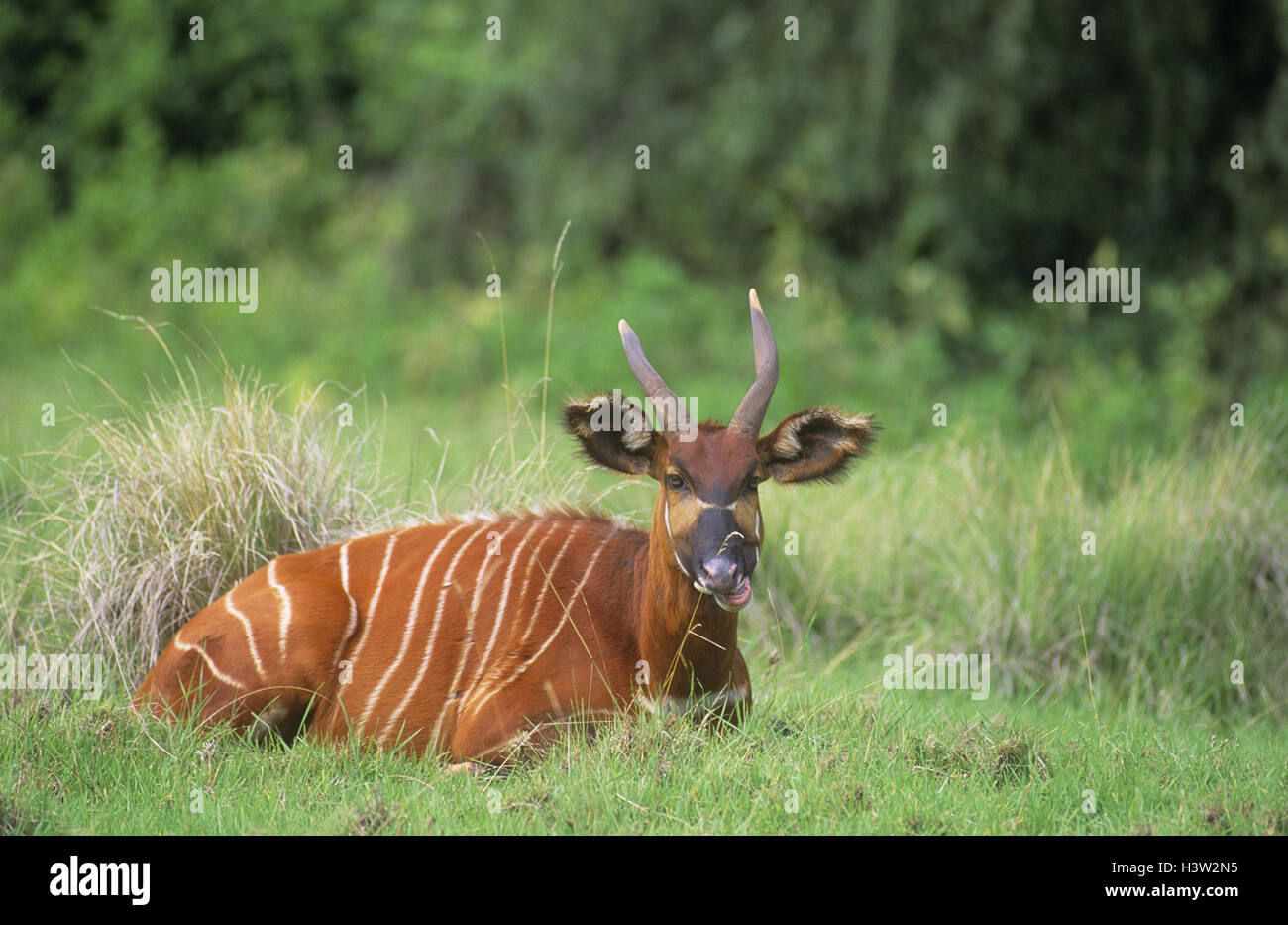 Critically endangered subspecies hi-res stock photography and images ...
