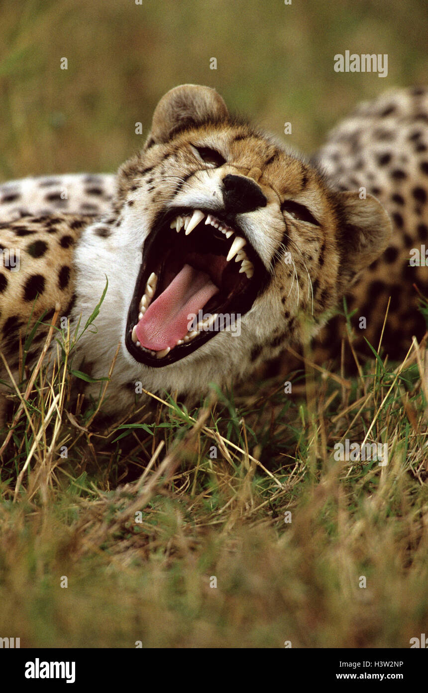 Cheetah (Acinonyx jubatus Stock Photo - Alamy