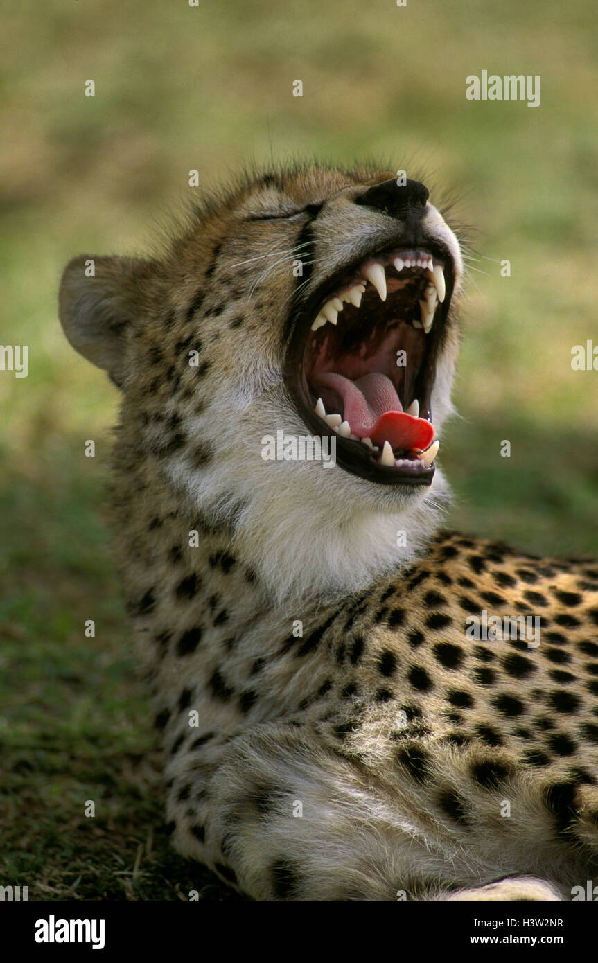 Cheetahs mouth hi-res stock photography and images - Alamy