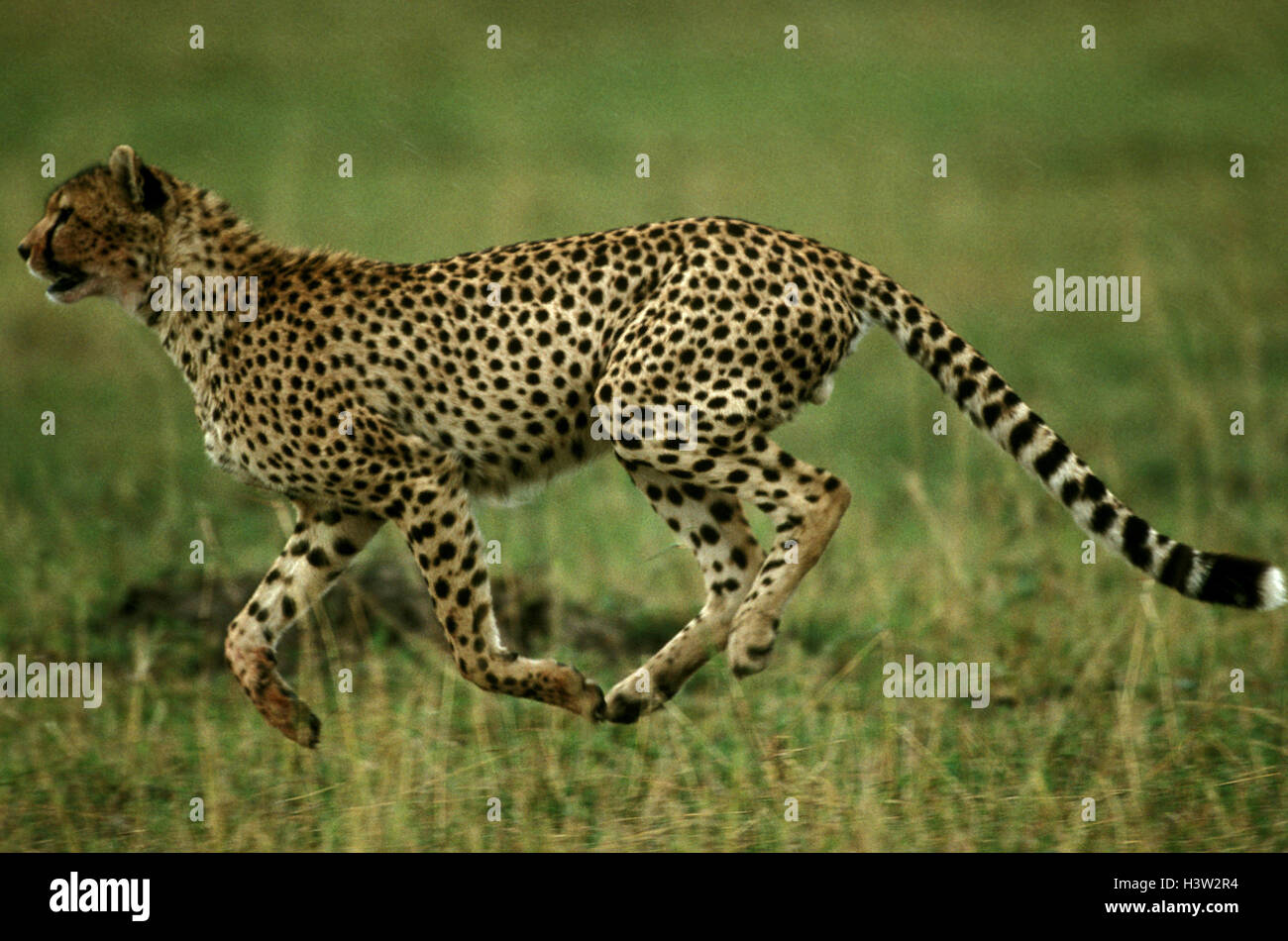 Cheetah (Acinonyx jubatus Stock Photo - Alamy