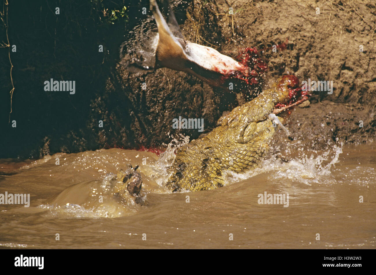 Nile crocodile (Crocodylus niloticus Stock Photo - Alamy