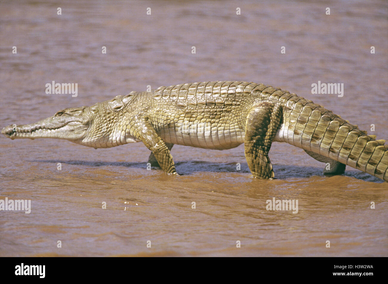 Nile crocodile walking hi-res stock photography and images - Alamy