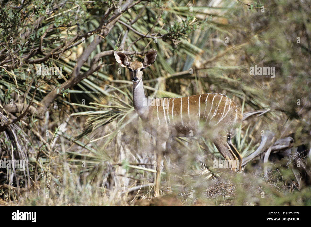 Lesser kudu (Tragelaphus imberbis Stock Photo - Alamy